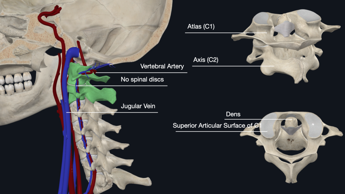 How the Atlas Misalignment Influences the Nervous System
